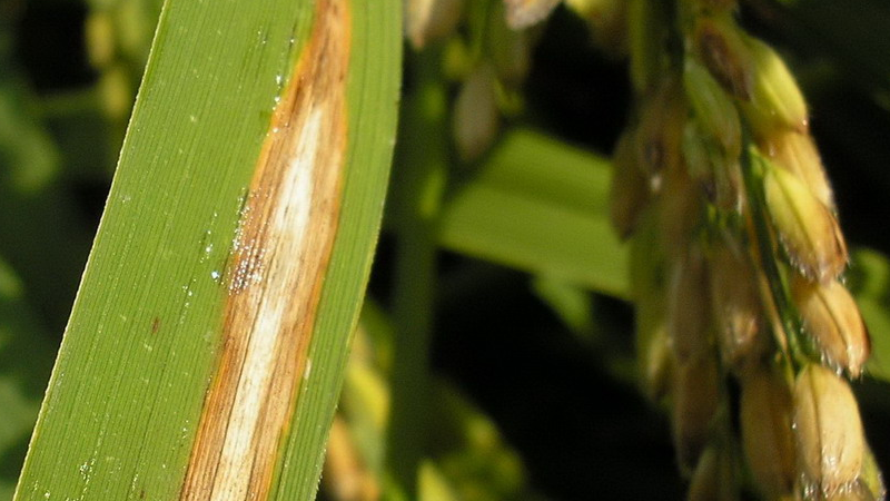 Американські вчені виявили ген, що захищає рослини від пірікуляріозу ...