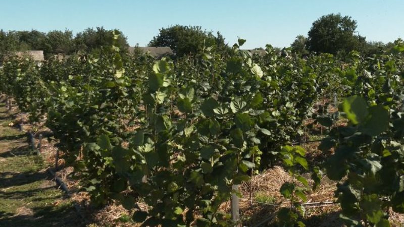 Садівник з Черкащини вирощує 40 сортів фундука — SuperAgronom.com
