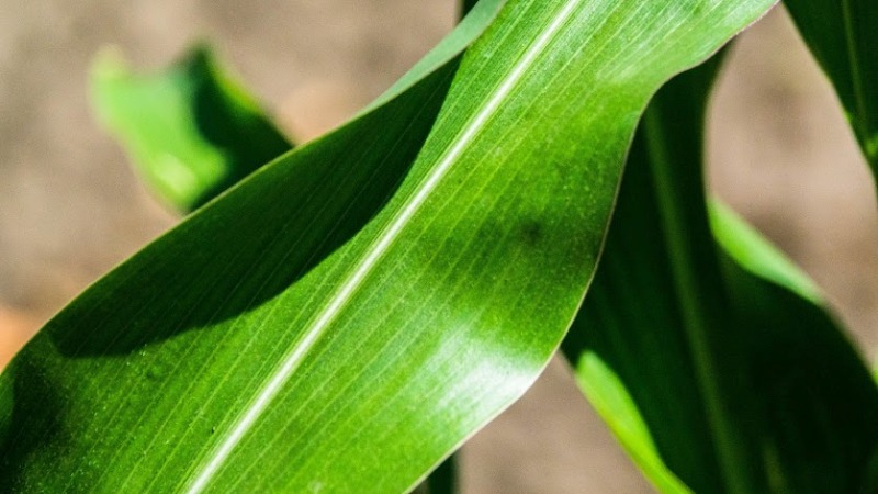 Площі під кукурудзою суттєво скоротять — SuperAgronom.com