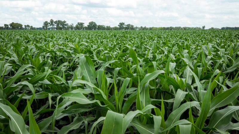Середній показник EBITDA кукурудзи у 2022 році найнижчий за 5 років ...
