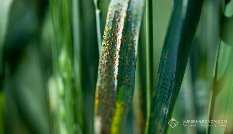 Хвороби озимої пшениці: технології захисту — SuperAgronom.com