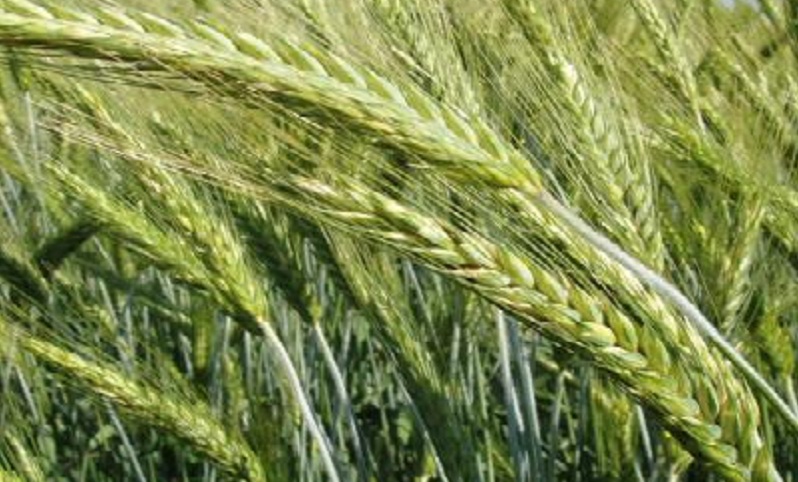 Технологія вирощування тритикале: сорти, норми висіву, обробіток грунту ...